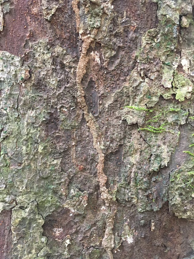 Dry bark tree texture stock image. Image of bark, wood - 84343541