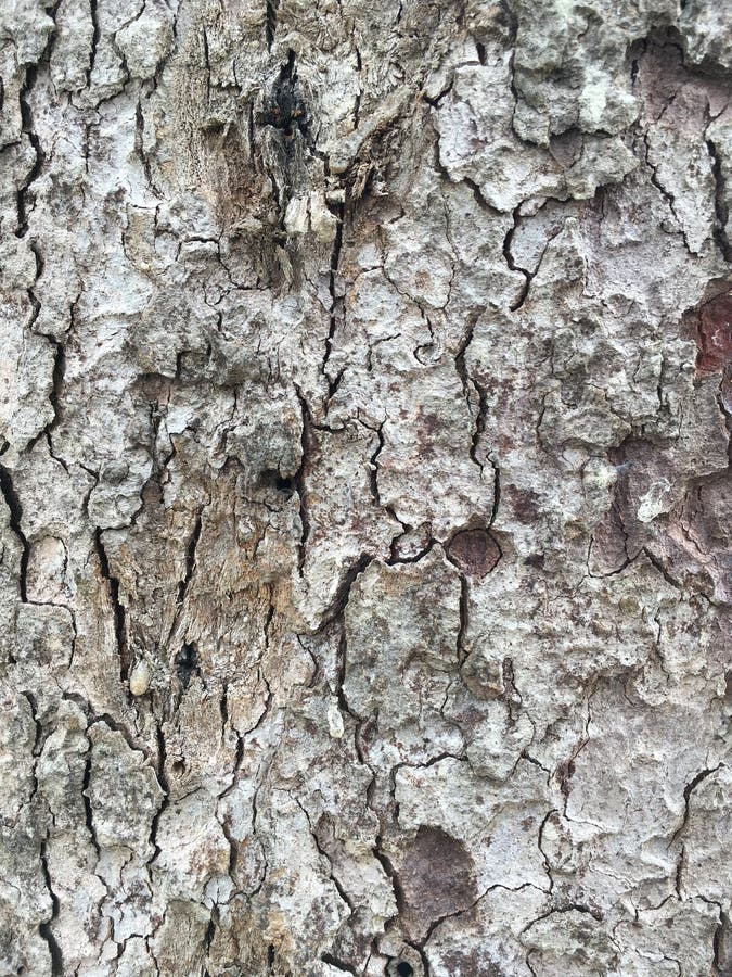 Dry bark tree texture stock photo. Image of ragged, bark - 85027708
