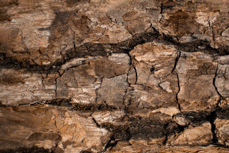 Dry Bark Tree Texture. Eco-raw Materials Stock Image - Image of ...