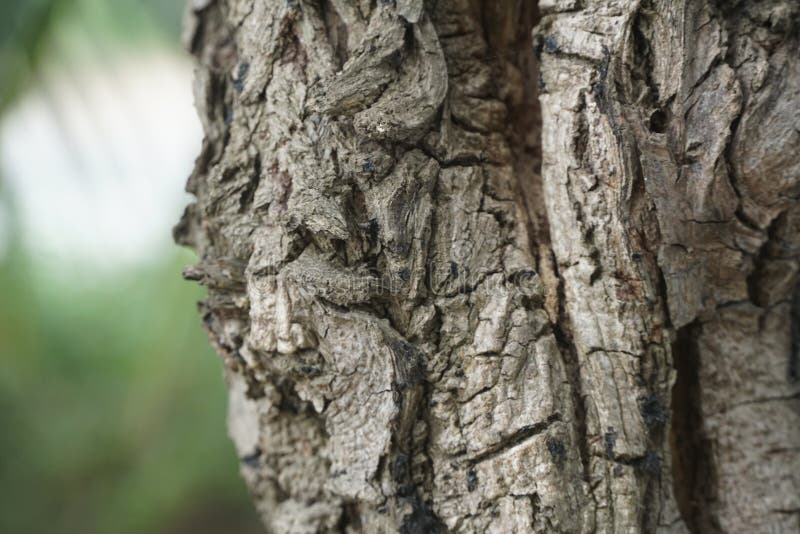 Dry Bark Tree Texture in Nature Garden Stock Image - Image of wooden ...