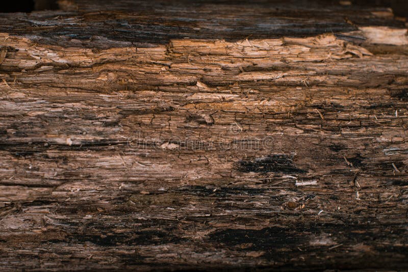 Dry Bark of Wood Background Natural Stock Photo - Image of dirt, aging ...