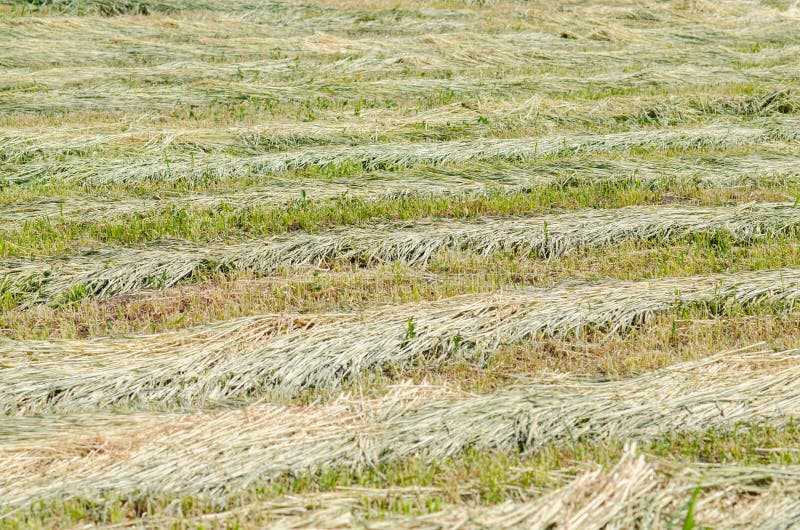 Dry barley stock photo. Image of grain, field, parched - 30886634