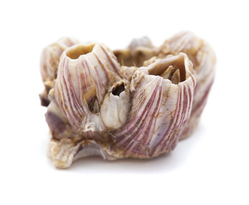 Dry barnacles shells stock photo. Image of cirripedia - 152253574