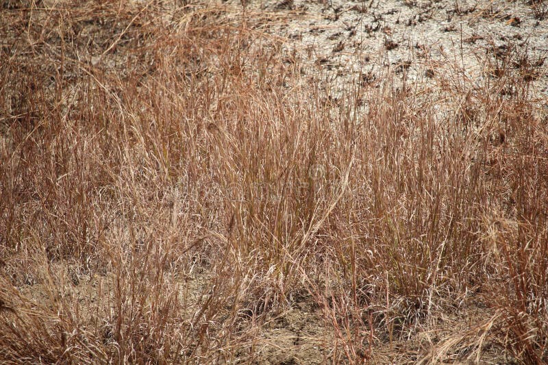 Dry, Barren Grass Due To Endless Heat Stock Image - Image of rural ...