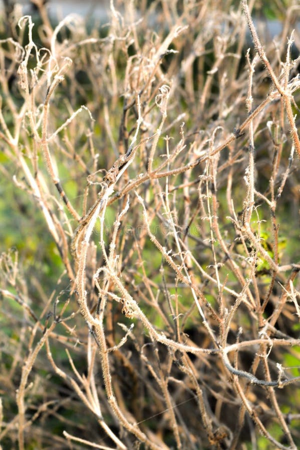 Dry basil tree stock image. Image of garden, stick, natural - 47575309