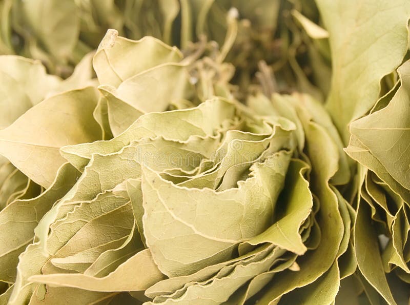 Dry bay leaf stock photo. Image of seasoning, ingredient - 11813254