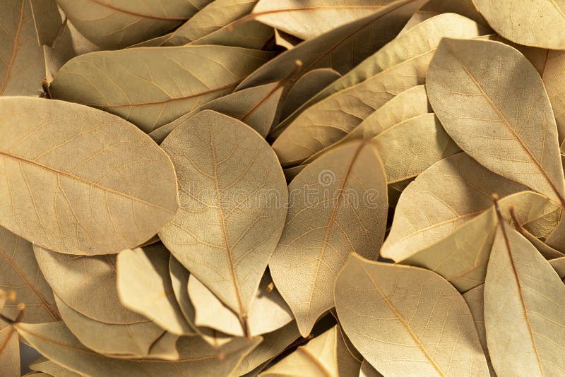 Dried laurel texture stock image. Image of macro, copy - 214487727