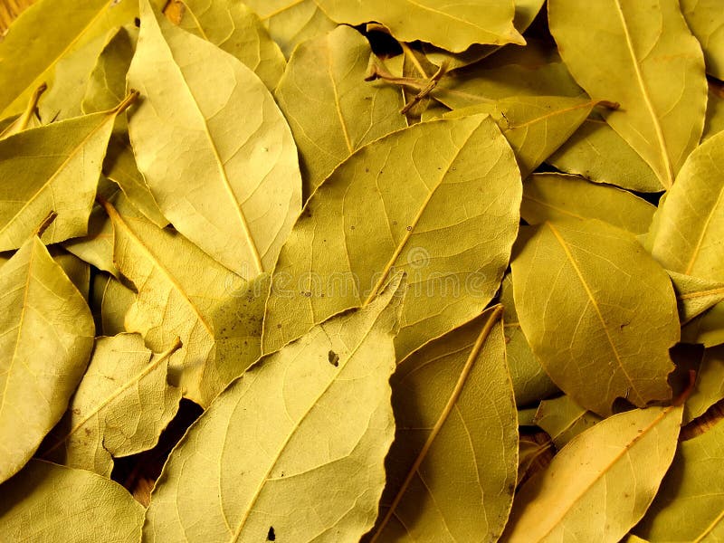 Dry bay leaves stock photo. Image of flora, nature, background - 7695808