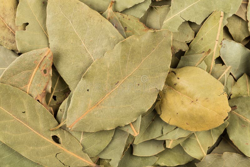 Dry bay leaves background stock image. Image of plant - 230163777