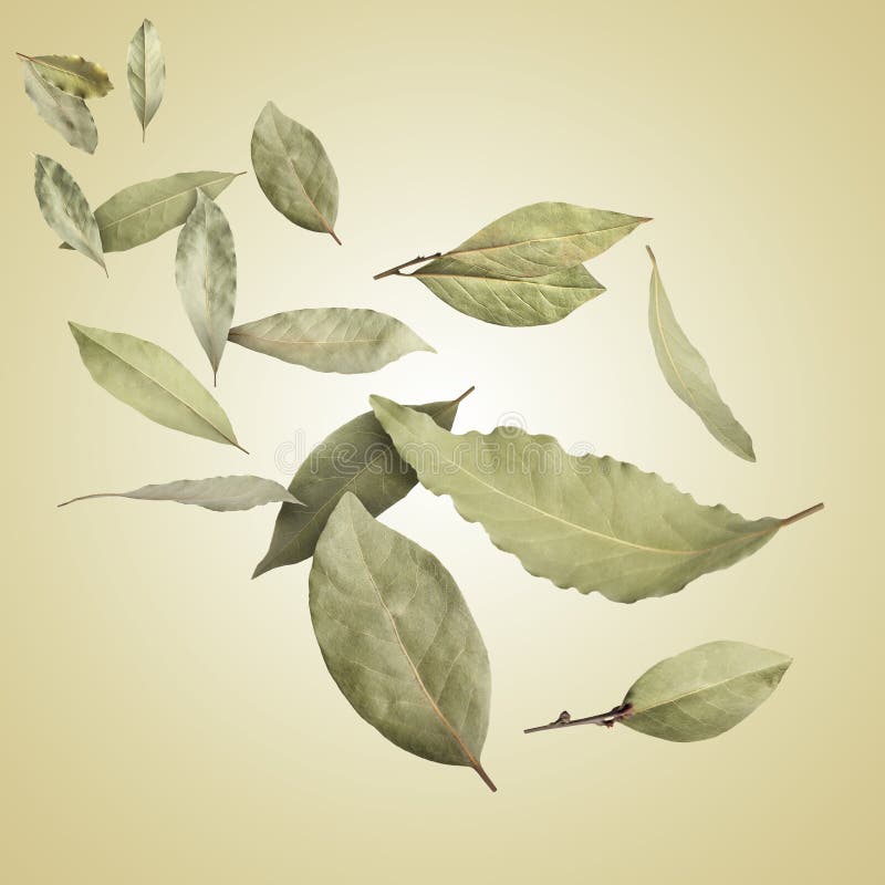 Dry Bay Leaves Falling on Pale Goldenrod Gradient Background Stock ...