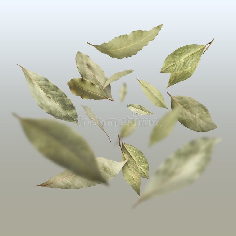Dry Bay Leaves Falling on Pale Light Dusty Blue Gradient Background ...