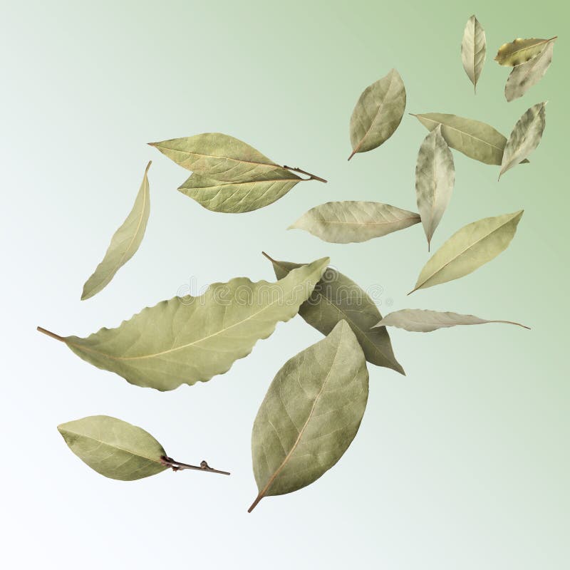 Dry Bay Leaves Falling on Pale Light Green Gradient Background Stock ...