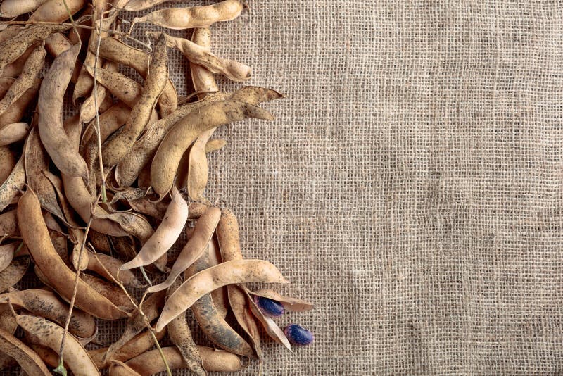 Dry Bean Pods with Beans on the Burlap Stock Photo - Image of legume ...