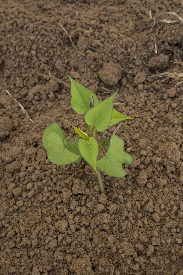 Red bean seedling stock image. Image of garden, nursery - 61731105