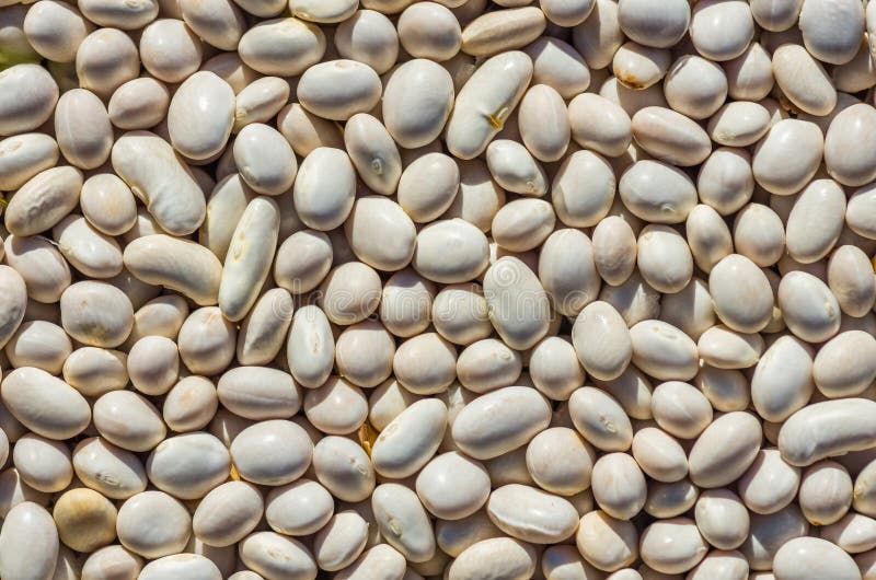 Dry bean seeds texture stock photo. Image of dietary - 59728608
