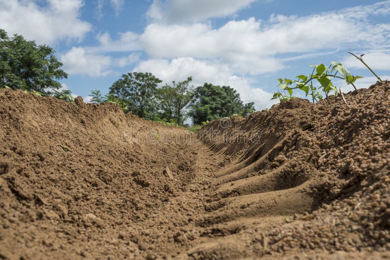 Dry bean soil ridge stock image. Image of lima, fresh - 85968533