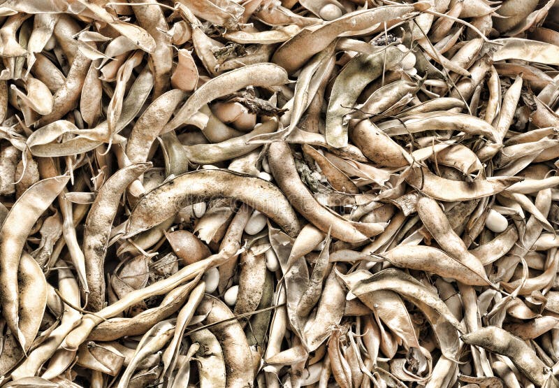 Dry beans texture stock photo. Image of grain, protein - 120066898