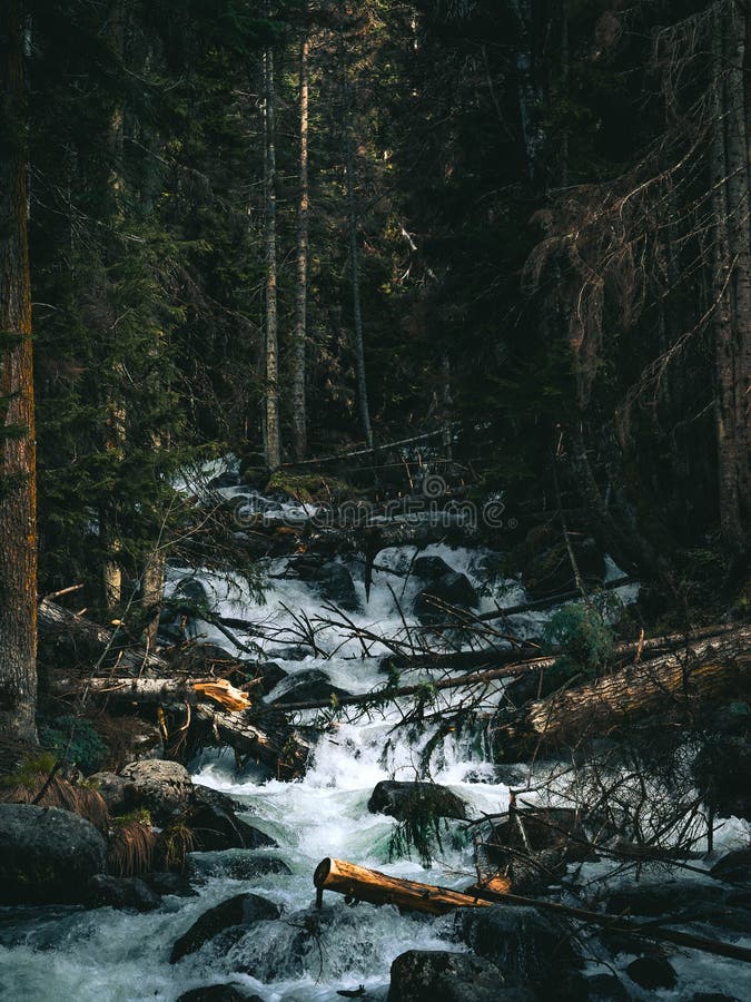 Dry Bed of a Mountain River with Fallen Tree Trunks. Mountain River ...