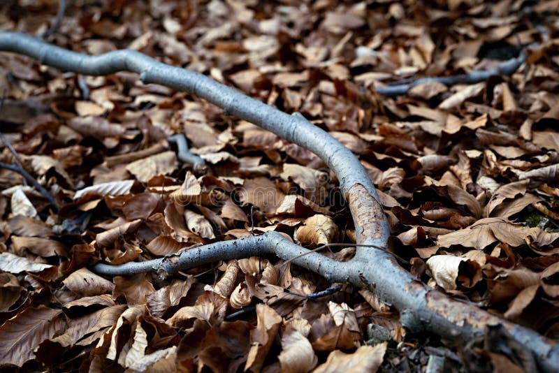 Dry Beech Branch on Fallen Leaves Stock Photo - Image of time, natural ...