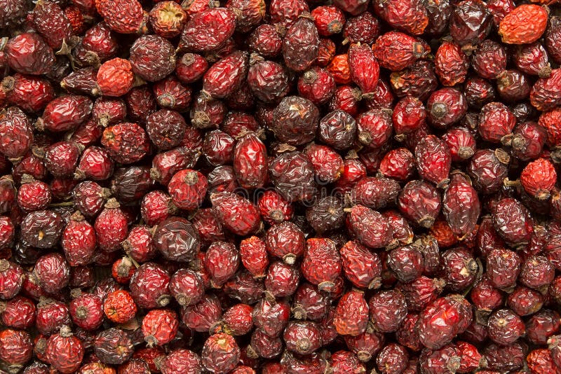 Dry berry rose hips stock photo. Image of nature, healthy - 35757290