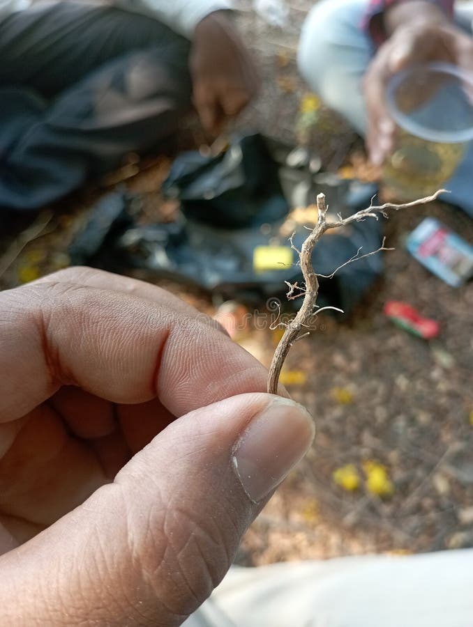 Dry Beru Stock Photos - Free & Royalty-Free Stock Photos from Dreamstime