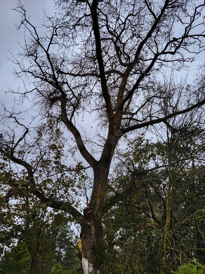 A dry big tree stock image. Image of tree, winter, leaves - 294250021