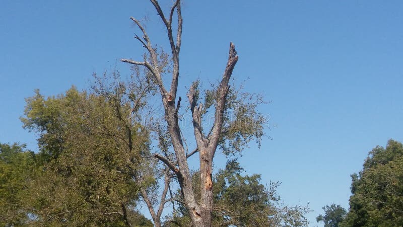 Dry big tree oak tree stock photo. Image of plant, flower - 198681458