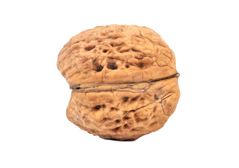 Large walnut isolate stock photo. Image of element, brown - 134852276