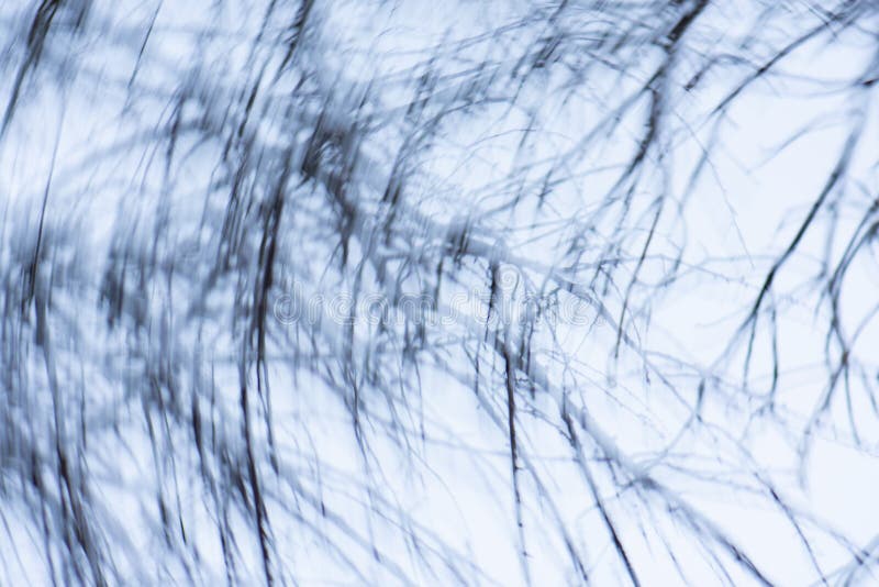 Blurry Bare Tree Branches. Dead Branches of a Tree Blurry Background ...