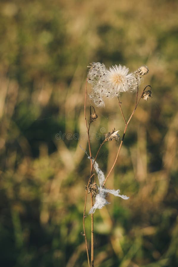Dry Blade of Grass with Flying Seeds and Shreds of Cobwebs in the ...