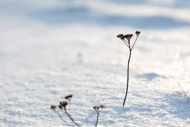 Dry Blade of Grass on a Winter Sparkling Field Stock Photo - Image of ...