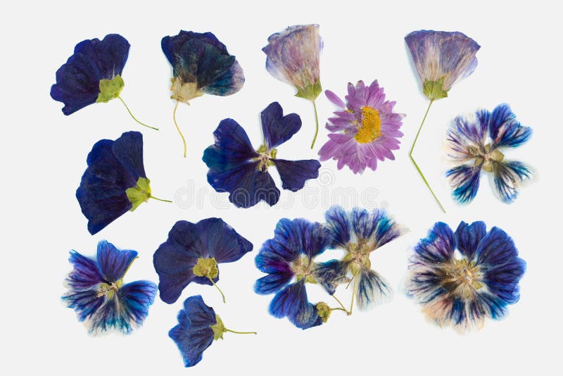Dry Blue Flowers of Mallow on a White Background. Stock Image - Image ...