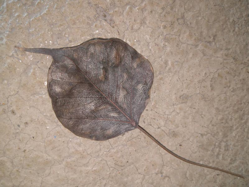 Bodhee Stock Photos - Free & Royalty-Free Stock Photos from Dreamstime