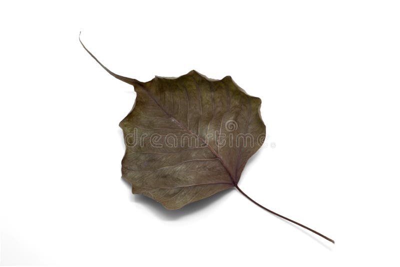 458 Bodhi Leaf Vein Stock Photos - Free & Royalty-Free Stock Photos ...