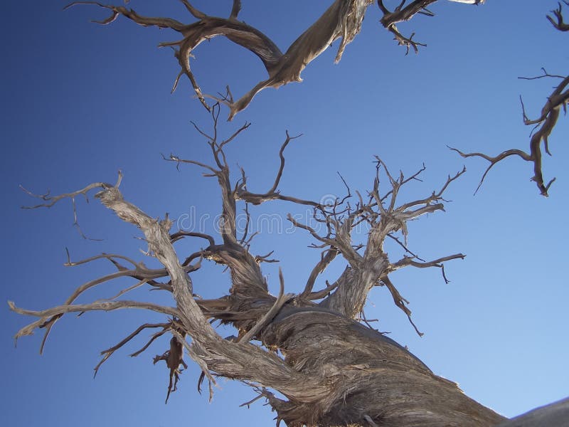 Dry bones stock photo. Image of branches, bark, cedar - 17076606