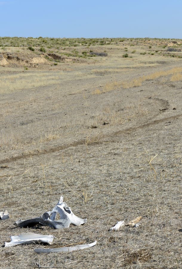 Dry Bones Scattered on the Wild West Prairie Stock Photo - Image of ...