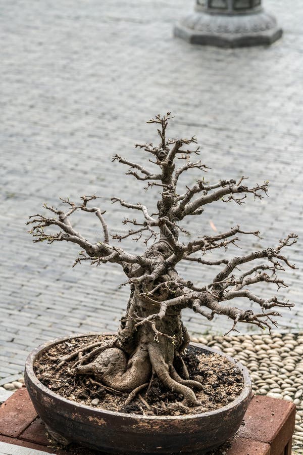 Dry bonsai stock photo. Image of garden, decoration, botanical - 77839506