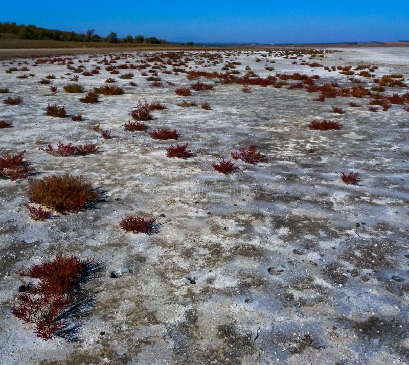 Dry Bottom Of A Reservoir Covered With A Layer Of Dried Silt With Salt Tolerant Plants Stock