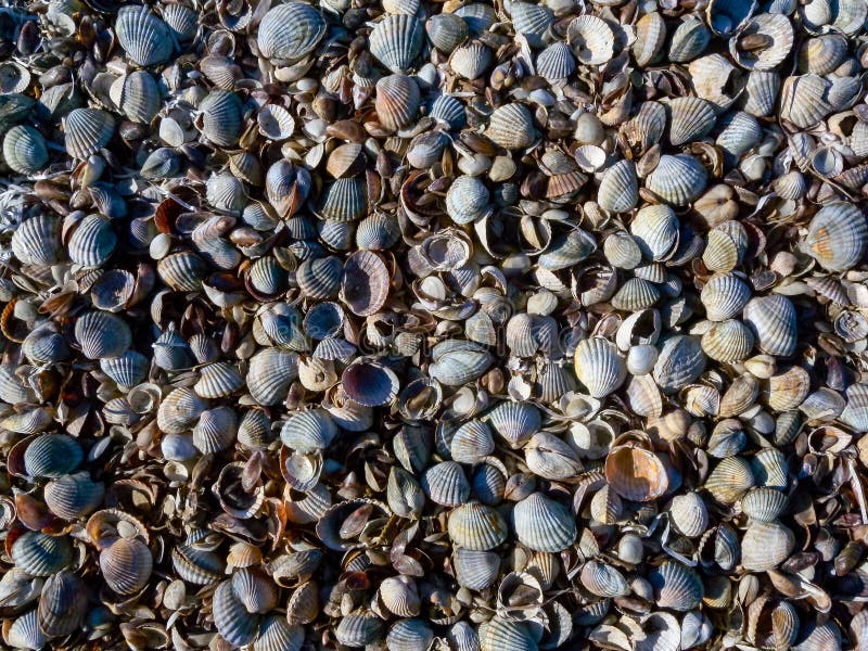 Dry Bottom of a Reservoir Covered with a Layer of Shells of Bivalve ...