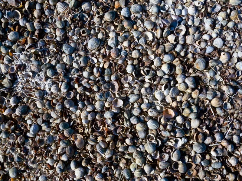 Dry Bottom of a Reservoir Covered with a Layer of Shells of Bivalve ...