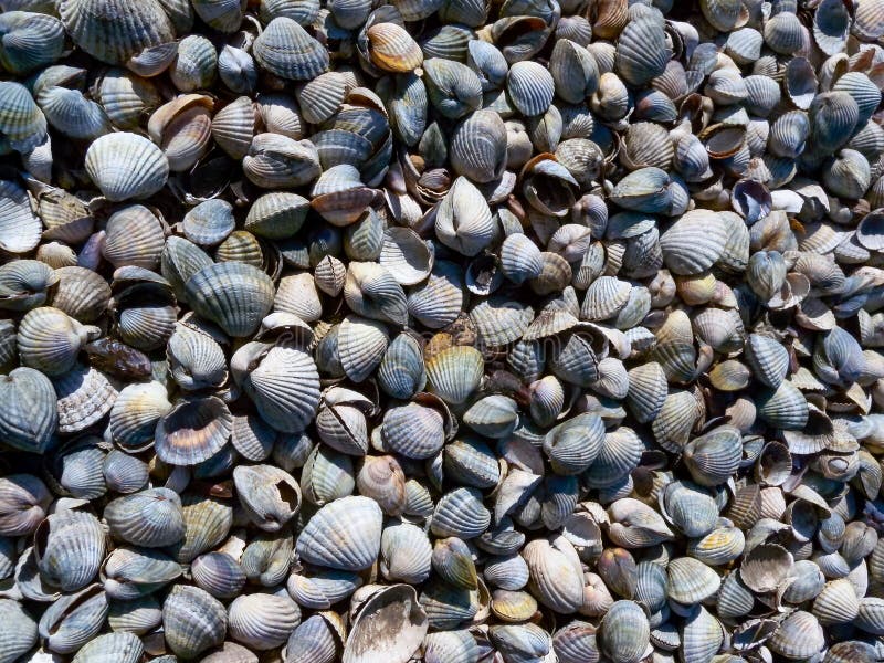Dry Bottom of a Reservoir Covered with a Layer of Shells of Bivalve ...