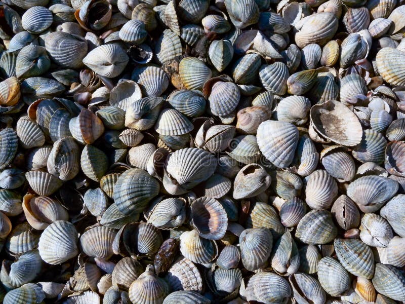 Dry Bottom of a Reservoir Covered with a Layer of Shells of Bivalve ...