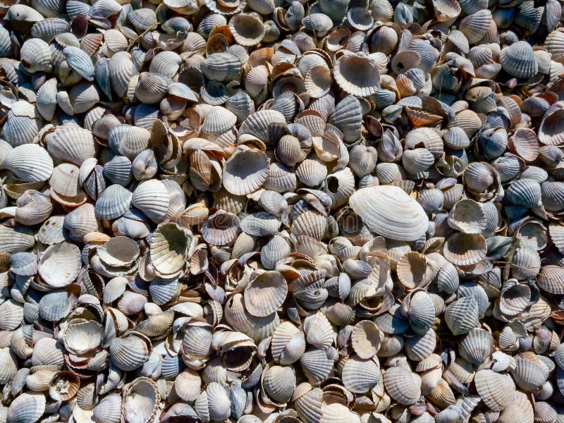 Dry Bottom of a Reservoir Covered with a Layer of Shells of Bivalve ...