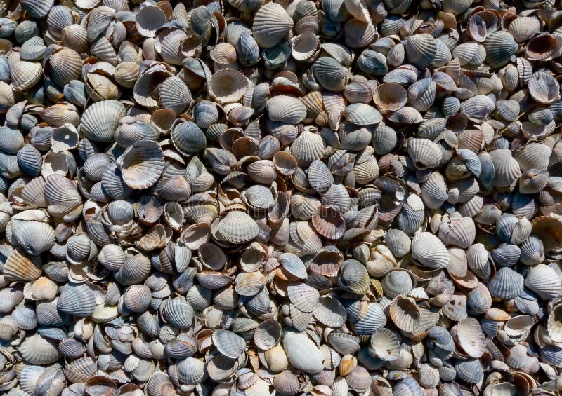 Dry Bottom of a Reservoir Covered with a Layer of Shells of Bivalve ...
