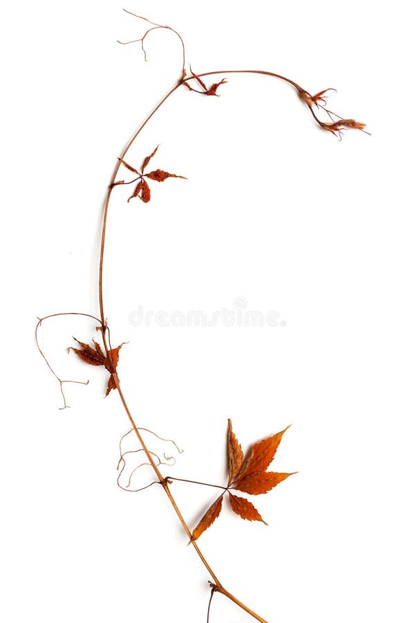 Dry bough with red leaves. stock photo. Image of autumn - 129143098