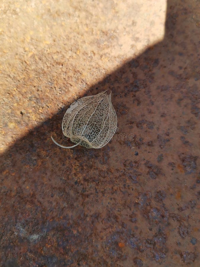 Dry box of physalis stock photo. Image of brown, floor - 256010070
