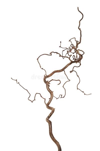 Dry branch stock photo. Image of tinder, isolated, objects - 12368970