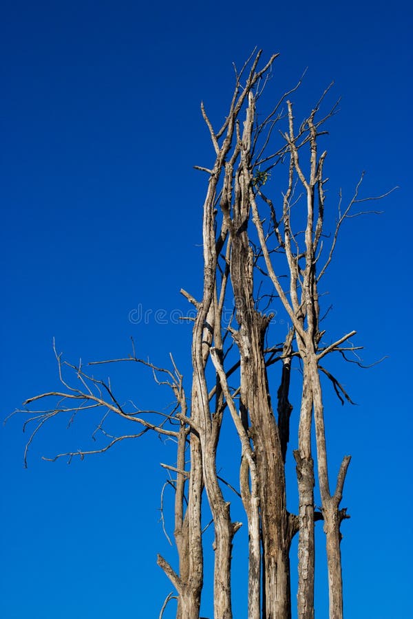 Dry branch stock image. Image of blue, crown, isolated - 29119203
