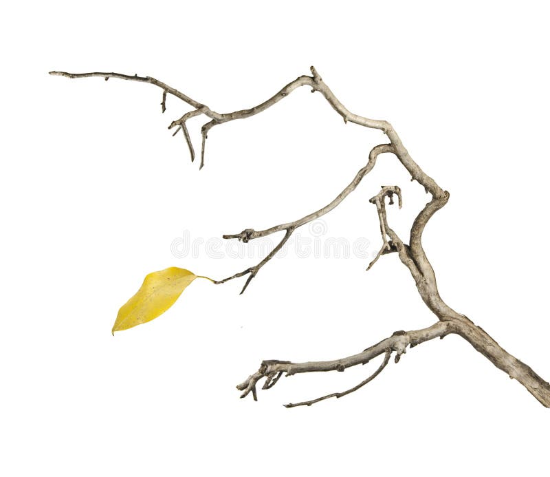 Dry branch stock photo. Image of background, isolated - 83365100