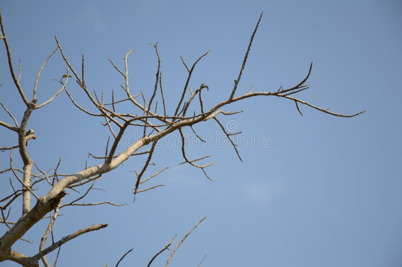 Dry branch dead tree stock photo. Image of branch, limb - 75567744